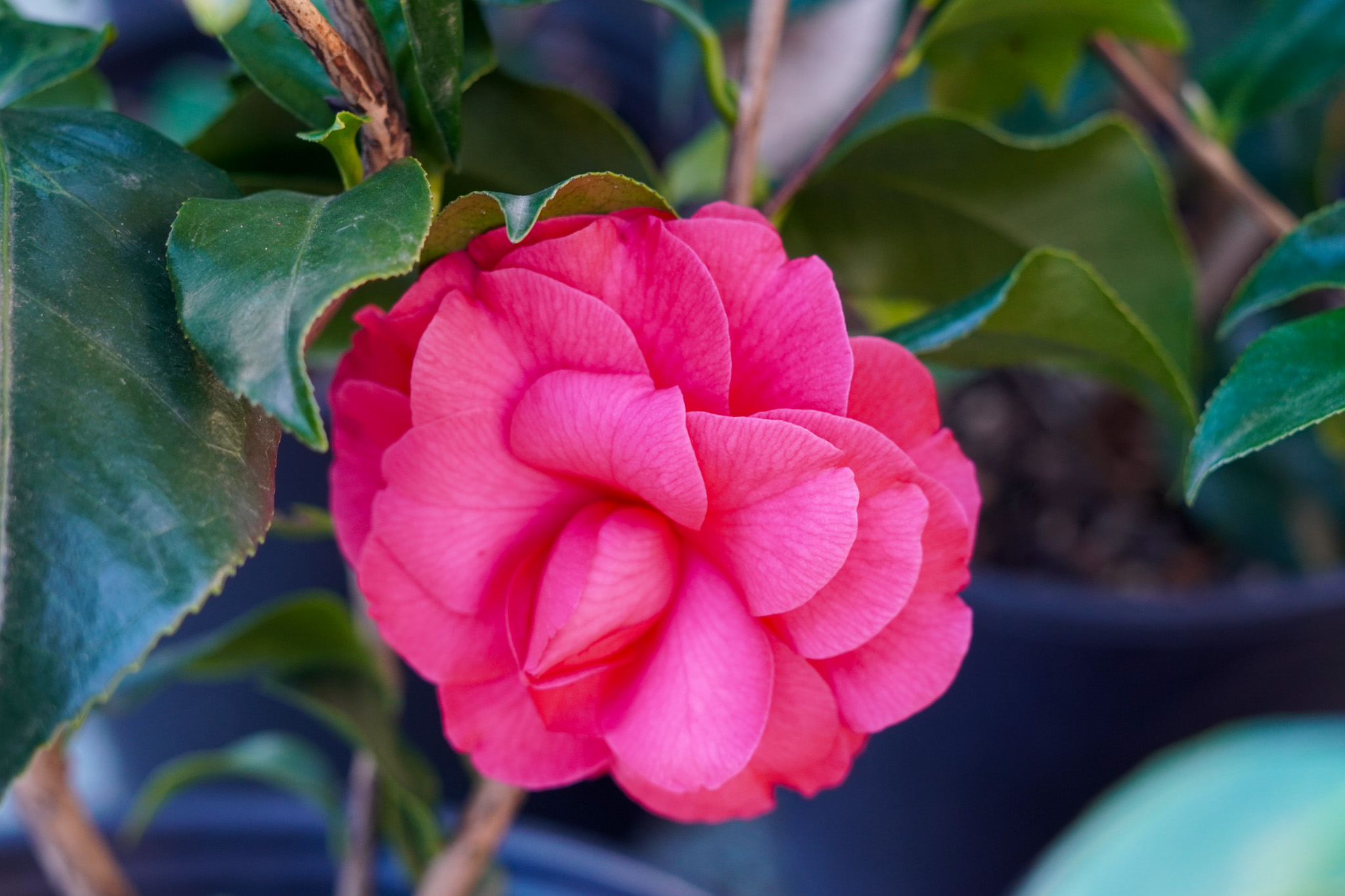 Camellia Japonica: Late-Blooming Favorite - Louisiana Nursery
