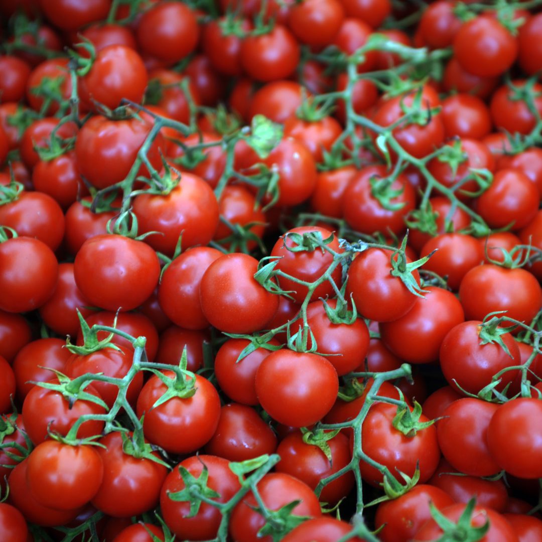 Tips for Growing Tomatoes in Louisiana | Louisiana Nursery