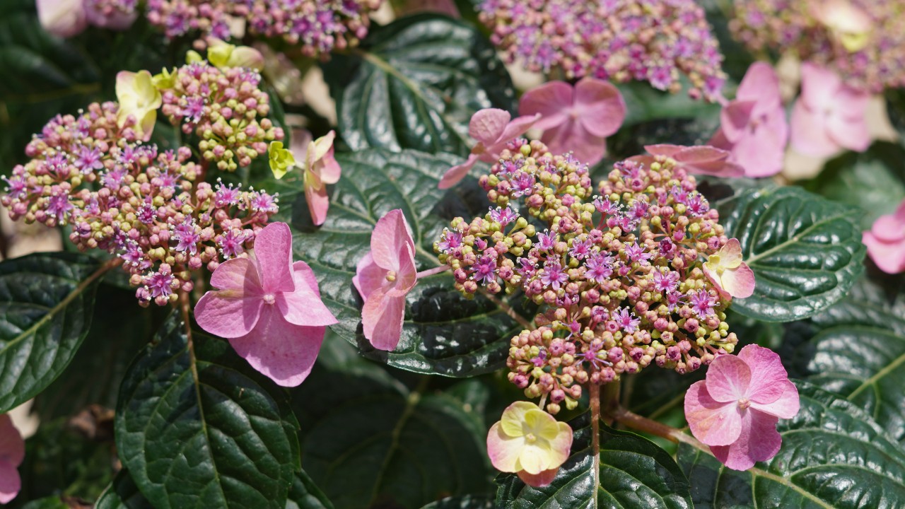 Hydrangeas: All You Need to Know - Louisiana Nursery