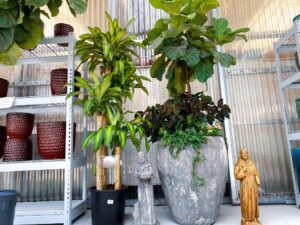 Indirect VS Direct Light: How to Give Your Plants the Right Amount of ...