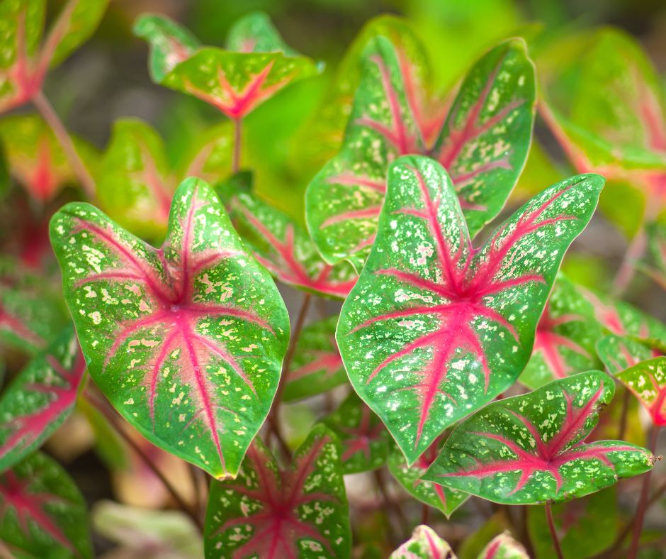 How to Plant Caladiums & Bulbs in Louisiana | Louisiana Nursery