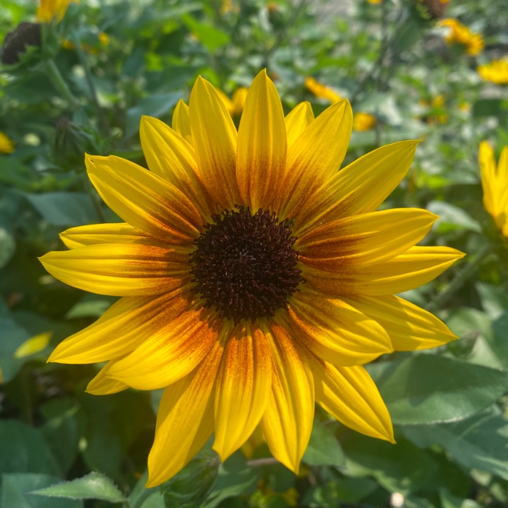 ‘Sunbelievable’ Brown Eyed Girl Sunflower Guide | Louisiana Nursery