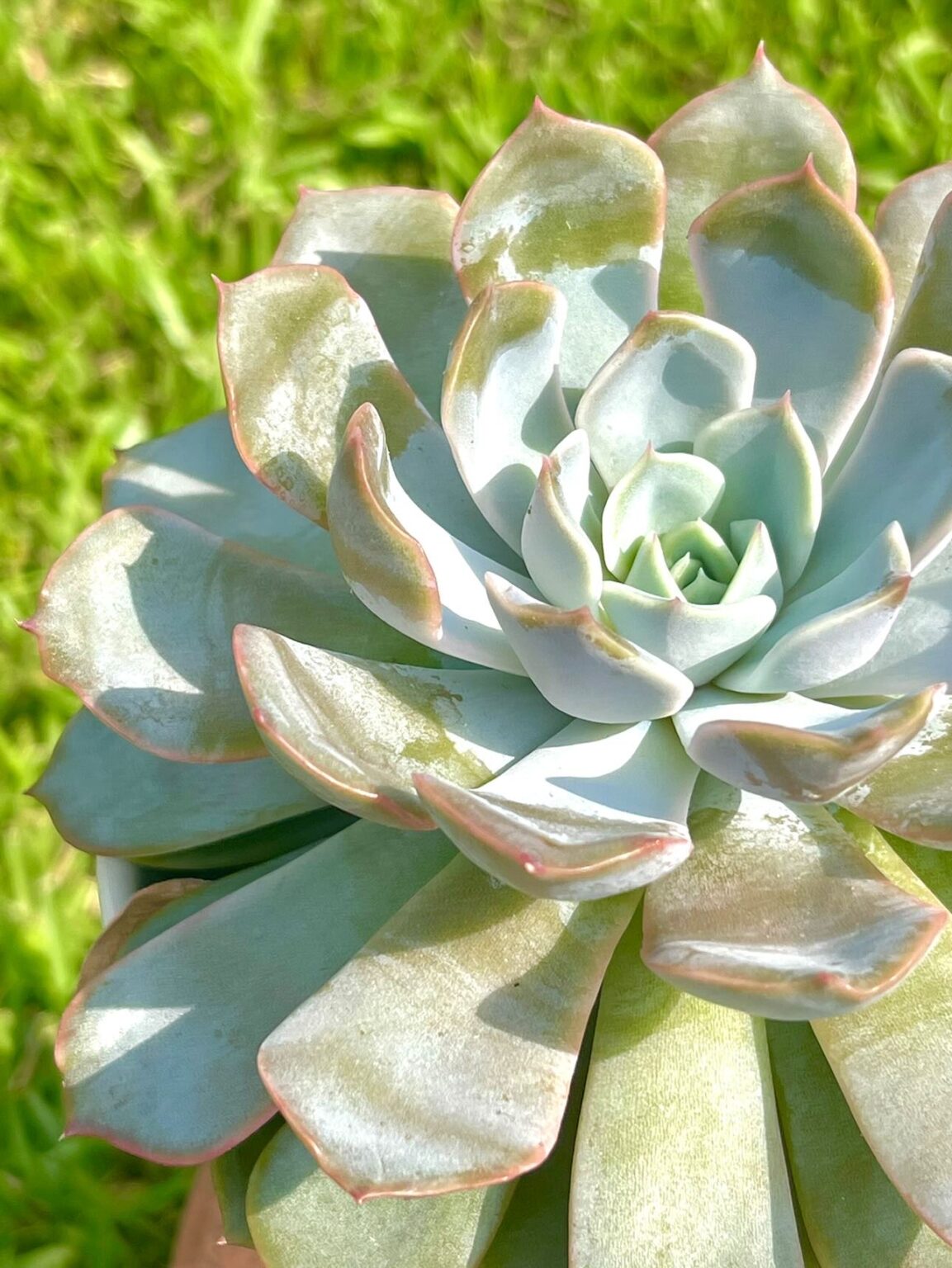 Growing Happy Succulents: Beginner Guide - Louisiana Nursery