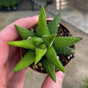 Growing Happy Succulents: Beginner Guide - Louisiana Nursery