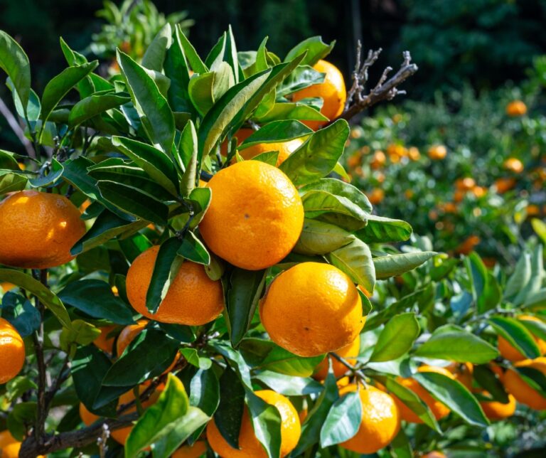 Satsuma Trees - Varieties & Care Guide | Louisiana Nursery