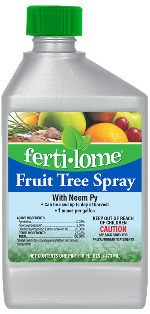 Satsuma Trees - Varieties & Care Guide | Louisiana Nursery