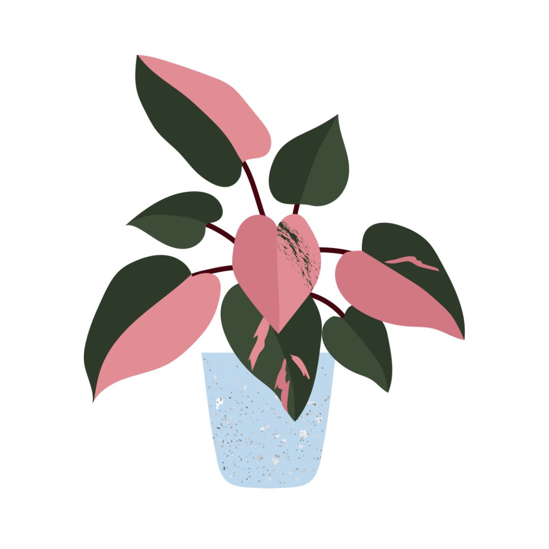 Plant Spotlight: Pink Princess & White Knight - Louisiana Nursery