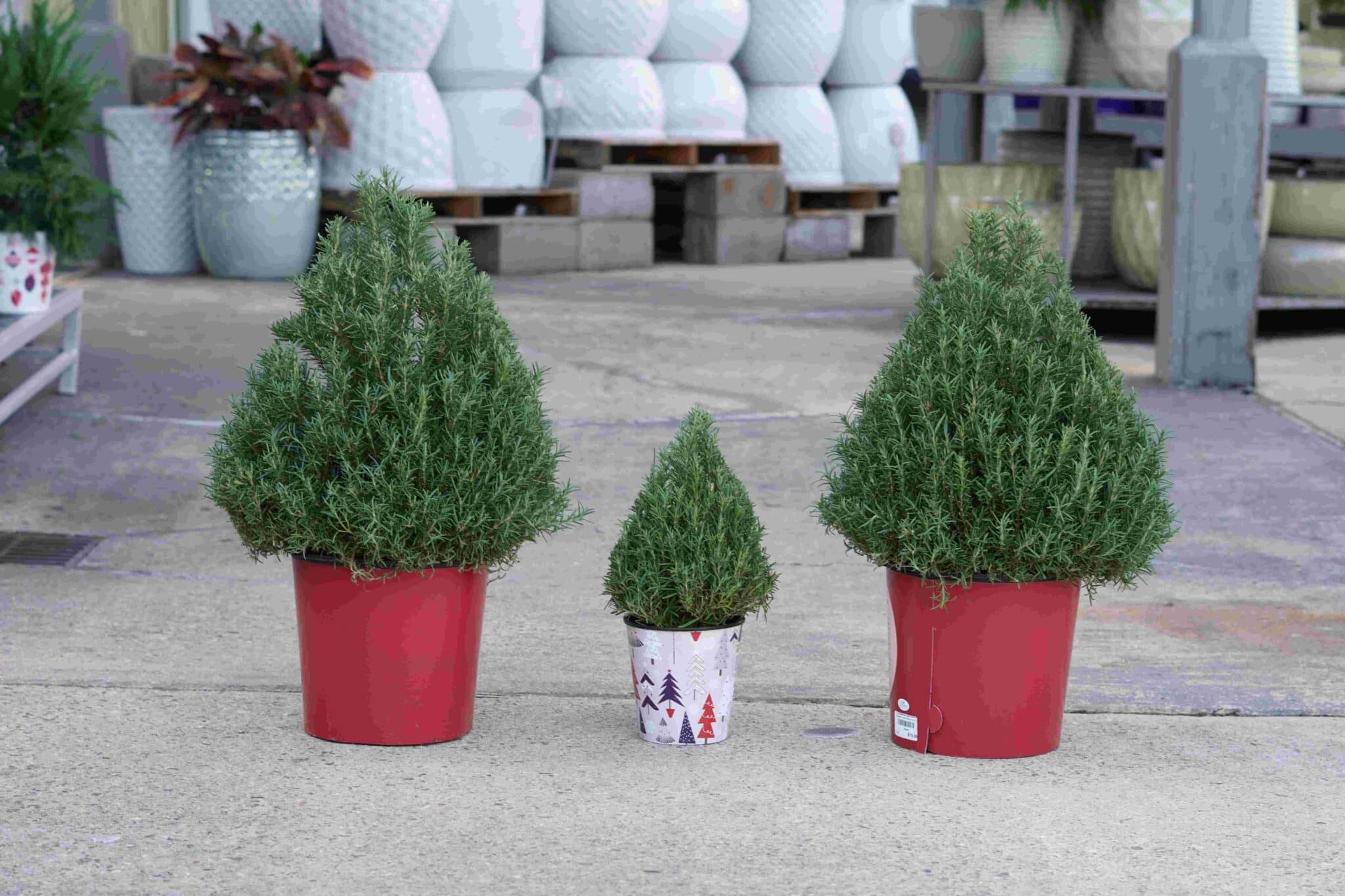 Woody Christmas Plants: Care Guide - Louisiana Nursery
