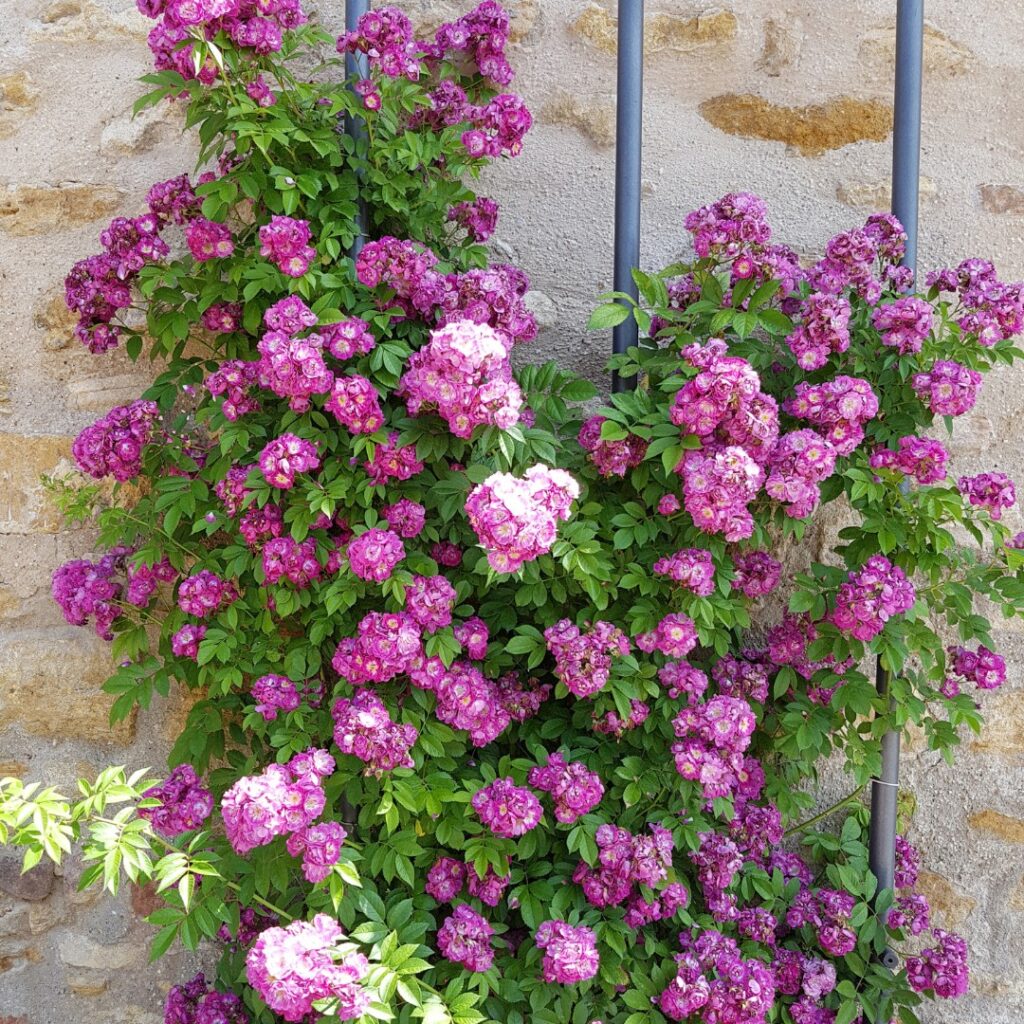 Louisiana Climbing Rose at Nathan Lozano blog