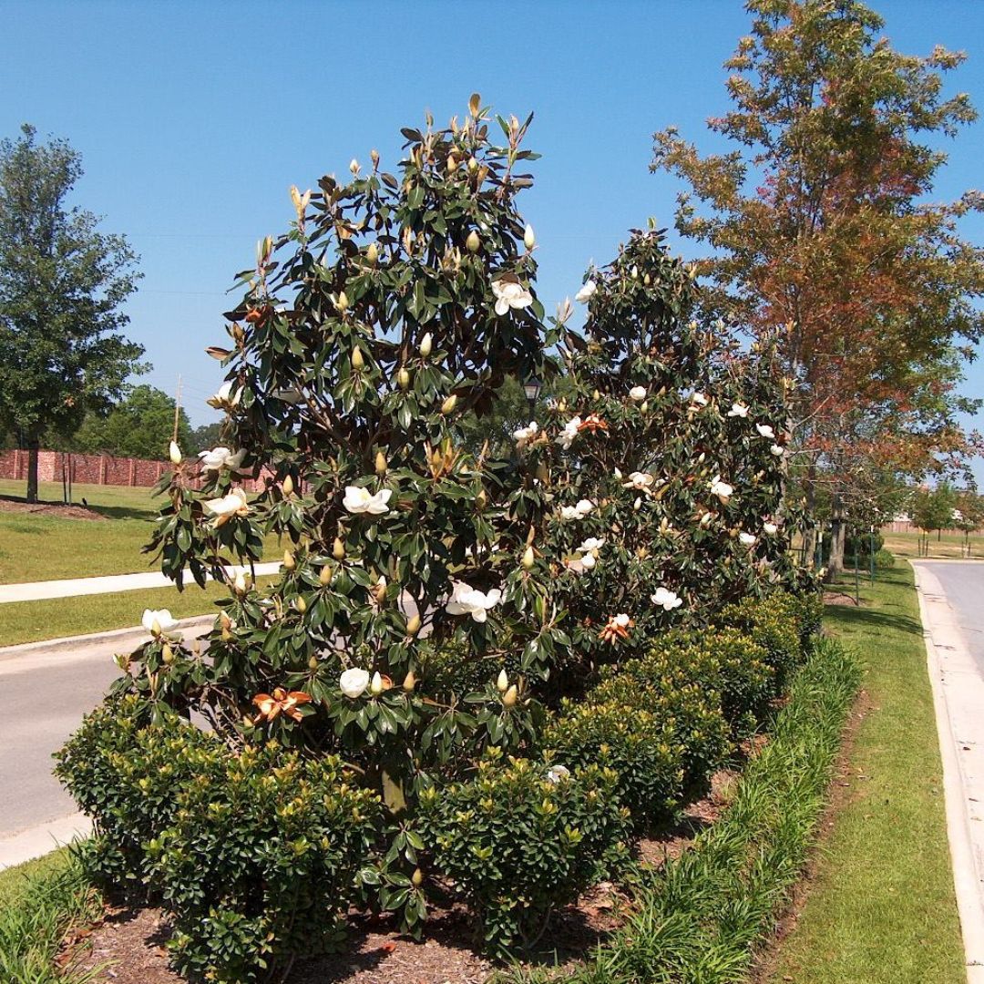3 Magnolia Trees for Any Space - Louisiana Nursery