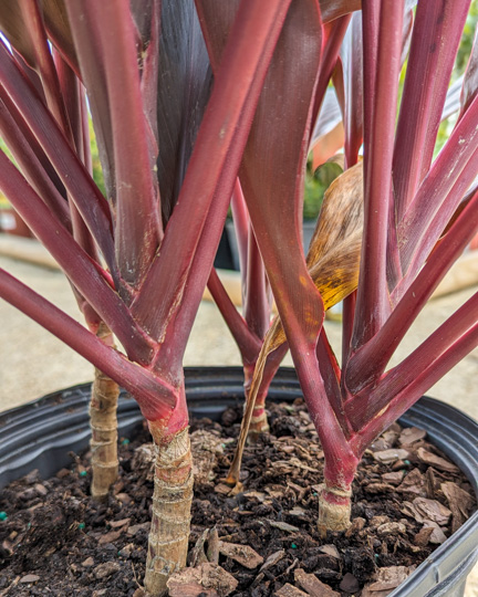 Cordylines: Our Varieties & Care Guide - Louisiana Nursery