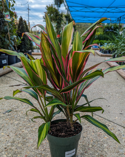 Cordylines: Our Varieties & Care Guide - Louisiana Nursery