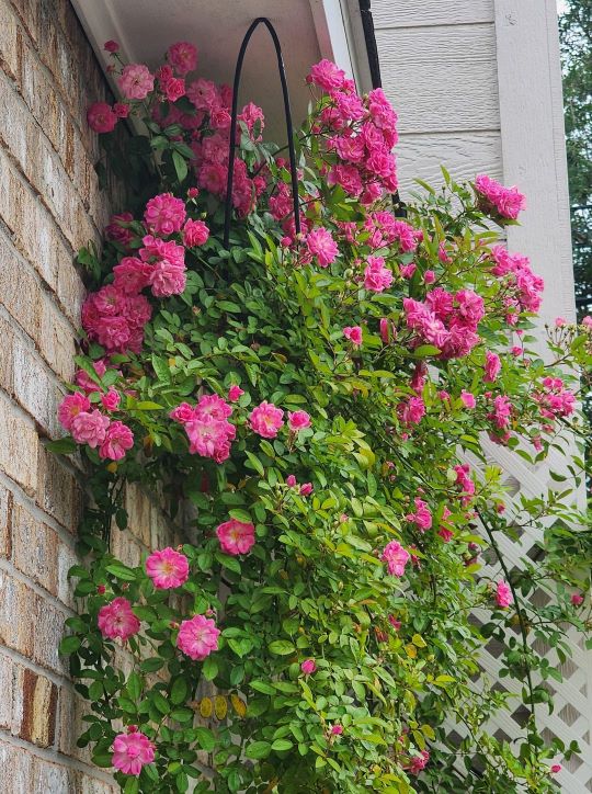 Peggy Martin Climbing Rose Care Guide | Louisiana Nursery