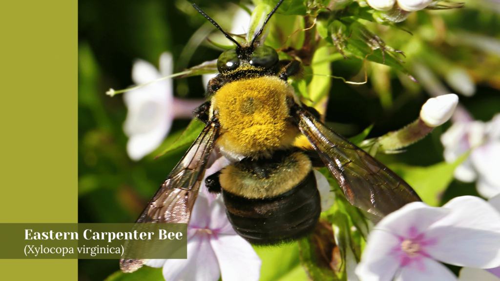 Nature’s Hardest Working Pollinators: Honeybees & Their Native Cousins ...